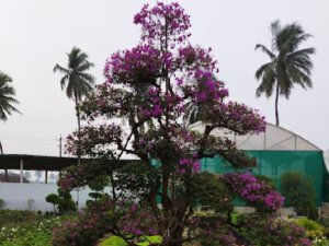 Top 12 Places to Visit in Madhapur, Hyderabad